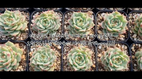 에이핑크 파랑새 슈가베이비 바이올렛퀸 1월 11일 날개다육의 아이들 소개~~~ Youtube