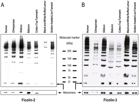 Oligomerization Pattern Of Primate Ficolin 2 And Ficolin 3 Was Download Scientific Diagram