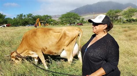 Once Thriving Hawaii Dairy Industry Is On The Brink Of Extinction