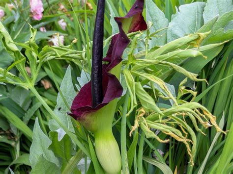 Dragon Arum Care How To Grow A Dragon Arum Lily Gardening Know How