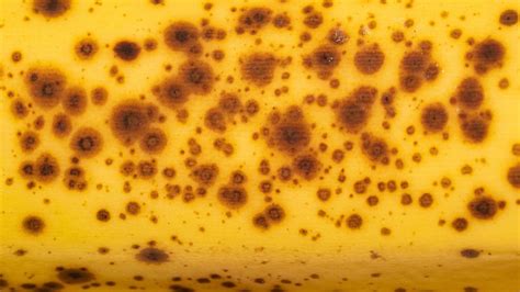 Fact Or Fiction Are There Really Worms In Bananas Brown Spots A