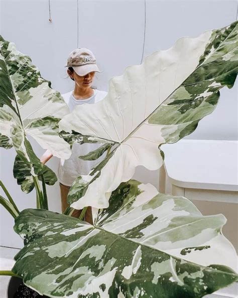 10 Tips For Growing GIANT Leaves On Elephant Ear Plants ReportWire