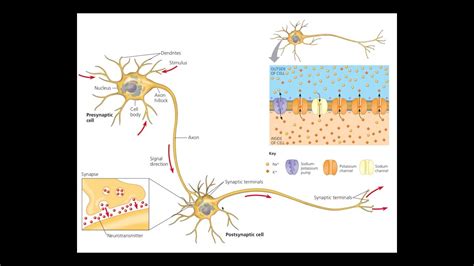 Msn 514 Lecture 29 Modeling Brain Youtube