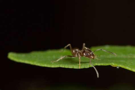 Argentine Ant Center For Invasive Species Research