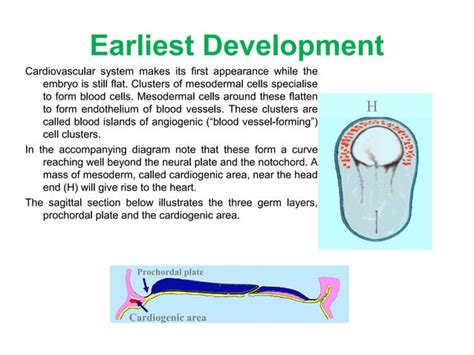 Embryology Of Heart Ppt Heart And Cardiovascular Diseases