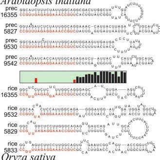 RNA Secondary Structure Models Of The Eight Precursor Molecules Four Download Scientific