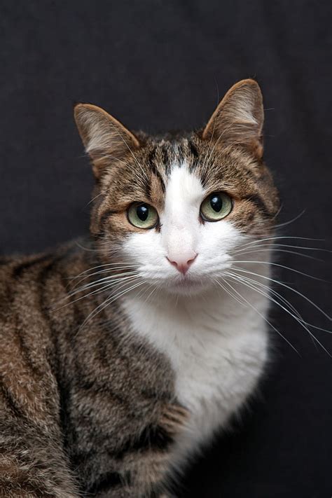 Brown And White Tabby Cat