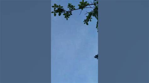 제주 국립공원 영실에서 예쁜 작은꽃 Youtube