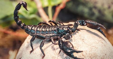 Scorpion Animal Facts Scorpiones A Z Animals
