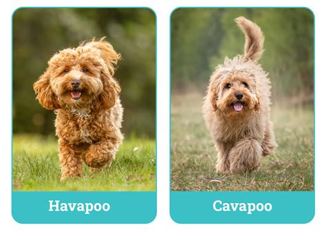 Havapoo Vs Cavapoo Differences Explained With Pictures Dogster