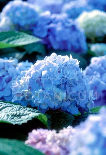 Гортензия Endless Summer *blau*