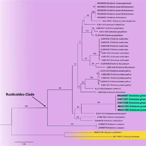 Figure Phylogenetic Tree Obtained From Raxml Analyses Showing The Download Scientific Diagram