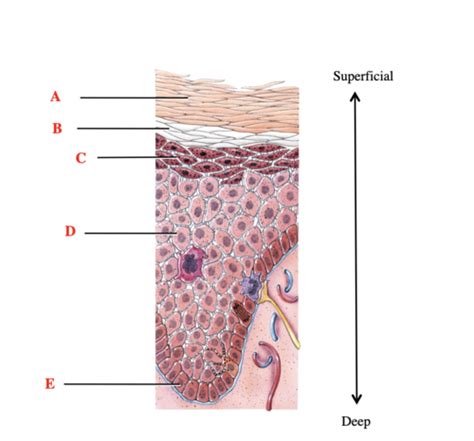 Human Anatomy And Physiology Lab Quiz 2 Flashcards Quizlet