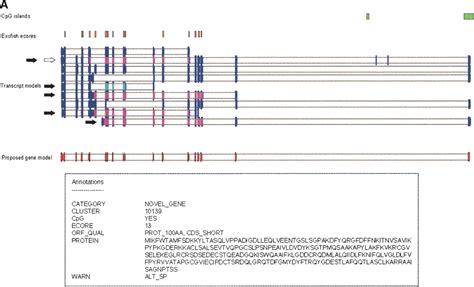 Numerous Novel Annotations Of The Human Genome Sequence Supported By A EndEnriched CDNA