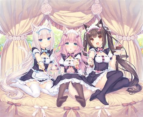 Fraise Nekopara Danbooru