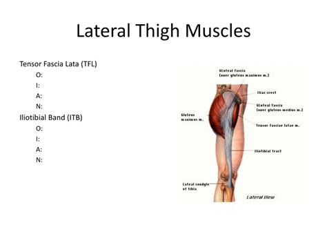Ppt Anatomy And Physiology Powerpoint Presentation Free Download