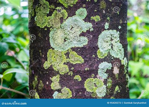 Yellow Mold Tree Bark Texture Stock Images 71 Photos