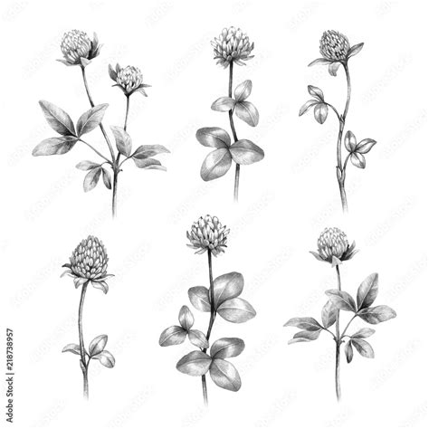 Clover Flower Drawing