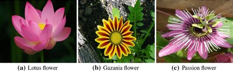 Some Image Samples Of Dataset 2 Download Scientific Diagram