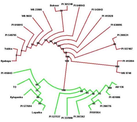 Unweighted Pair Group Method With Arithmetic Mean Dendrogram Based On
