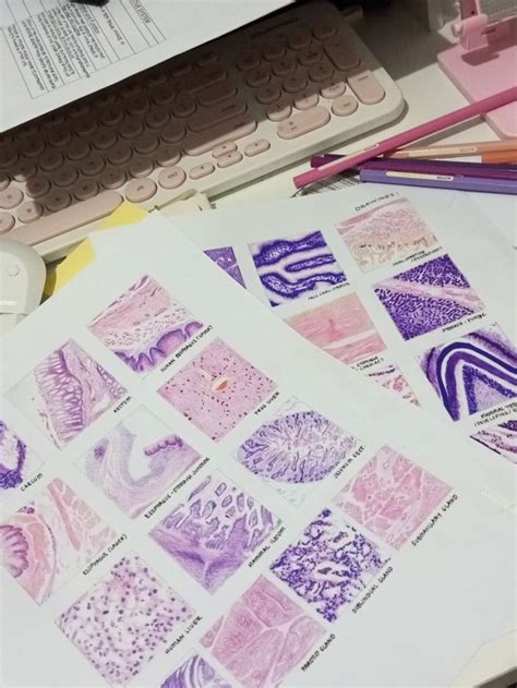 Histology Drawing Digestive System Drawings Human Liver Digestive System