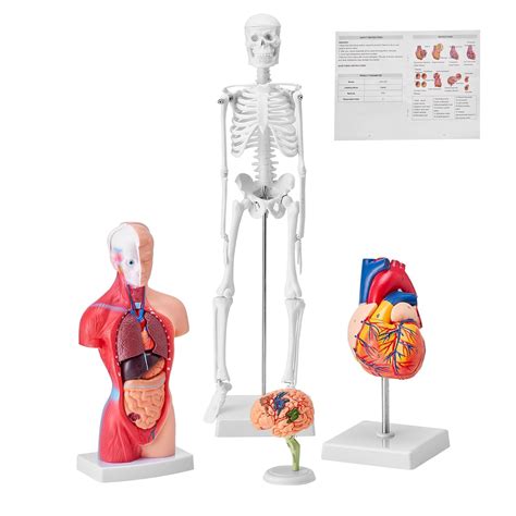 Vevor Human Anatomy Models Bundle Set Brain Human Torso Body Heart