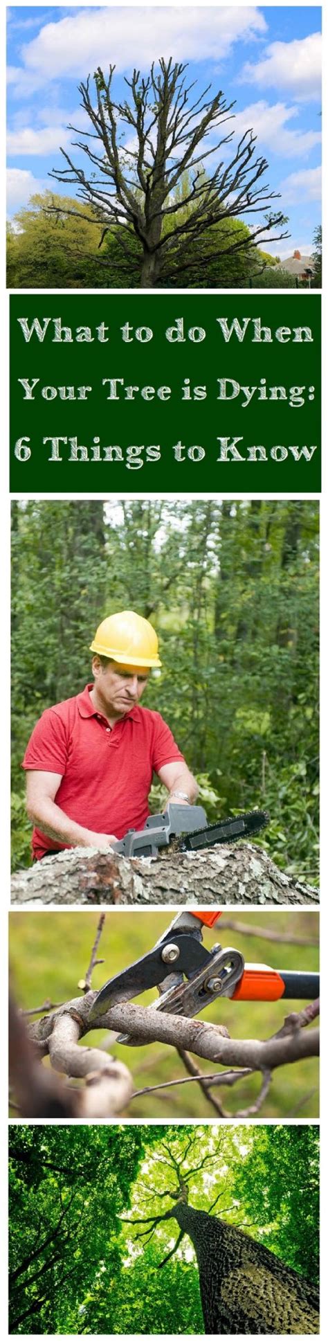 What To Do When Your Tree Is Dying Things You Need To Know Runamuk Acres Conservation Farm