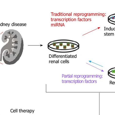 Renal Cell Reprogramming Methods Red Traditional Reprogramming