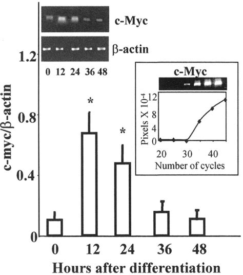 Modulation Of C Myc Max And Mad Gene Expression During Neural Differentiation Of Embryonic