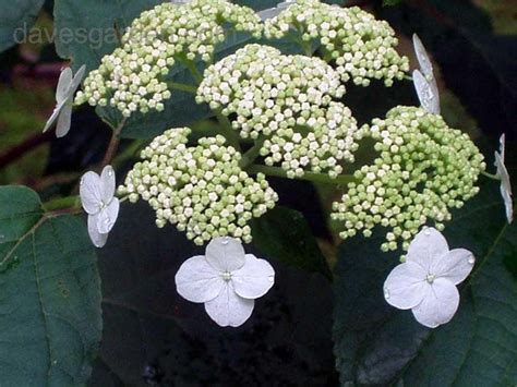 Plantfiles Pictures Smooth Hydrangea Wild Hydrangea Sevenbark