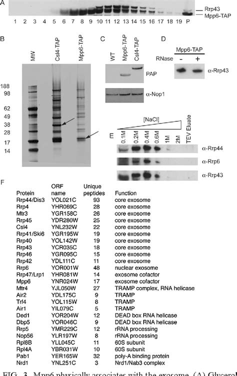 Figure 3 From Degradation Of Noncoding Rna Transcripts Functions In Rna Surveillance And In The