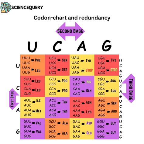 Genetic Codons Sciencequery