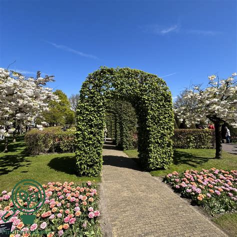 Carpinus Betulus Find Haveplanter