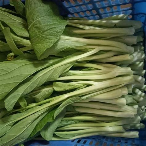 High Quality Choy Sum Seeds
