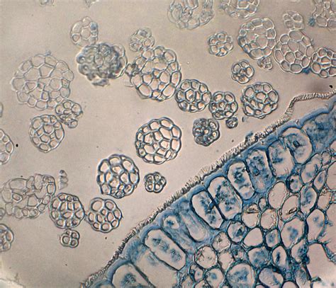Ciliated Epidermal Cell Layer Of Flower Anther [oc] Microporn