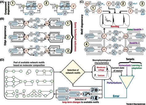 Network Motifs In Cellular Neurophysiology Trends In Neurosciences