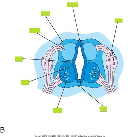 Transverse Section Of Neural Tube Of Embryo At 6 Weeks Diagram Quizlet