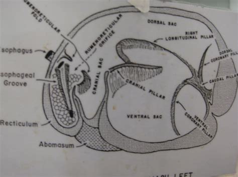 Living My Dream Becoming A Vet Cow Power