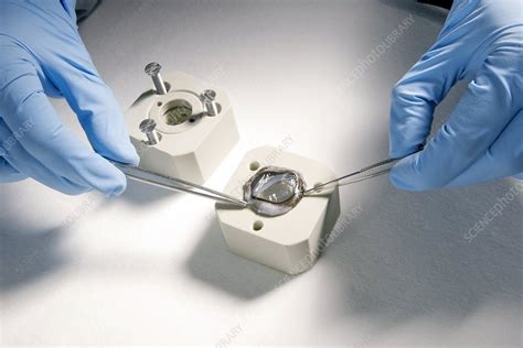 Chemical Toxicity Testing Stock Image C0043240 Science Photo Library