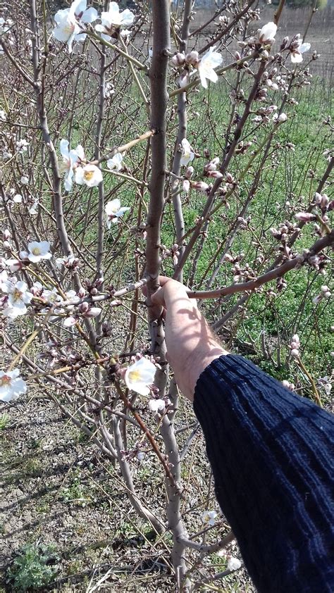 კაკლისა და ნუშის ნერგები