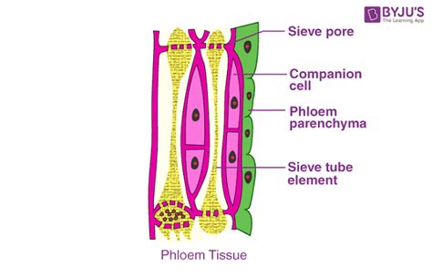 Phloem Structure Function And Sieve Elements Classnotes Ng
