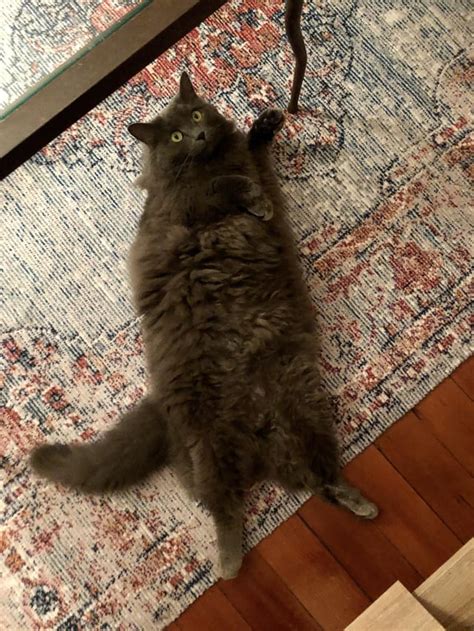 My Perfect Neb Queen R Nebelung