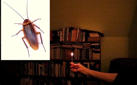 “cockroach Principle” Versus “spark Principle” Deep Philosophy