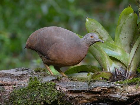 Brown Tinamou Crypturellus Obsoletus Birds Of The World