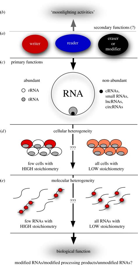 Understanding Rna Modifications The Promises And Technological