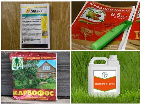 Как бороться с тлей на калине народными средствами