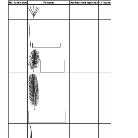 Заполните таблицу «виды перьев Школьные Знания Com