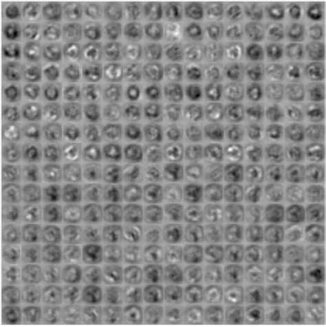 fifth convolutional layer activations for the brachyglottis huntii