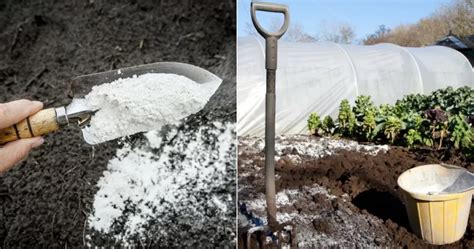 Для чего нужна доломитовая мука и как благодаря ей получить отличный урожай Domdaily