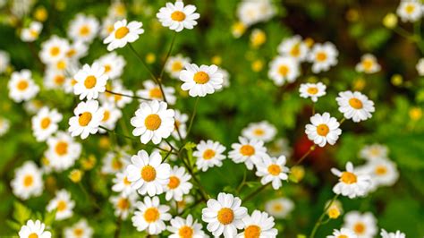 How To Plant Grow And Care For Feverfew